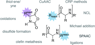 Orthogonally reactive amino acids and end groups in NCA polymerization ...