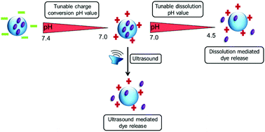 Dual pH and ultrasound responsive nanoparticles with pH triggered ...