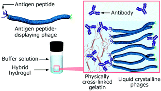 Controlled release of antibody proteins from liquid crystalline ...