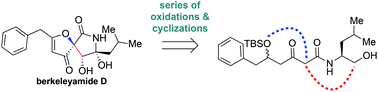 Biomimetic total synthesis of (±)-berkeleyamide D - Organic Chemistry ...