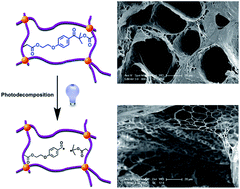 Preparation of photodegradable polyacrylamide hydrogels via micellar ...
