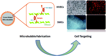 Fluorescent genipin cross-linked REDV-conjugated polymeric microbubbles ...