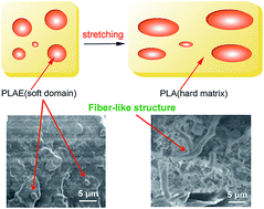 Enhanced mechanical properties of PLA/PLAE blends via well-dispersed ...