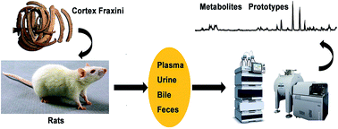Metabolic profile of Cortex Fraxini in rats using UHPLC combined with ...