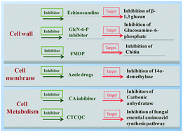 Review on fungal enzyme inhibitors – potential drug targets to manage ...