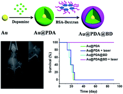 Gold nanoparticles coated with a polydopamine layer and dextran brush ...