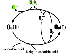 Generation of hydrogen peroxide and hydroxyl radical resulting from ...