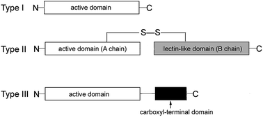 Ribosome-inactivating proteins (RIPs) and their important health ...