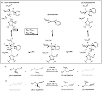 Influence of the aromatic moiety in α- and β-arylalanines on their ...