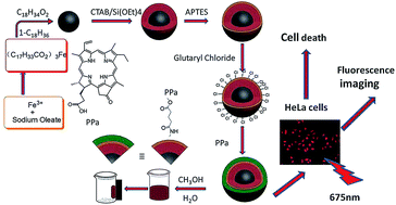 Preparation, characterization and in vitro photodynamic therapy of a ...
