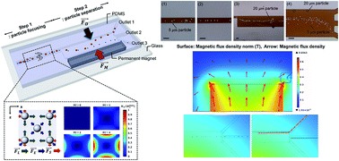 Two step label free particle separation in a microfluidic system using elasto-inertial focusing ...