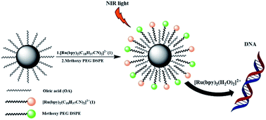 An upconversion nanoparticle/Ru(ii) polypyridyl complex assembly for ...
