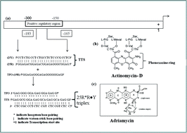 Preferential binding of anticancer drugs to triplex DNA compared to ...