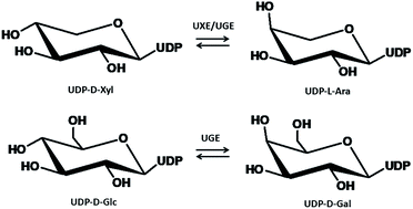 Transcriptome-guided discovery and functional characterization of two ...