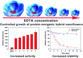 Controlled synthesis of an enzyme–inorganic crystal composite assembled ...