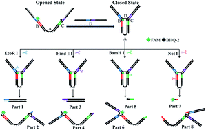 Molecular logic gates based on DNA tweezers responsive to multiplex ...