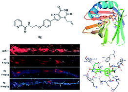 Therapeutic potential of a synthetic FABP4 inhibitor 8g on ...