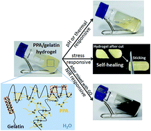 Multi-responsive polyethylene-polyamine/gelatin hydrogel induced by non ...