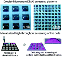 Droplet-microarray on superhydrophobic–superhydrophilic patterns for high-throughput live cell ...
