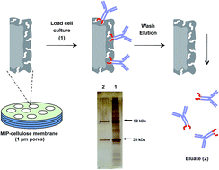 Monoclonal antibody capture from cell culture supernatants using ...
