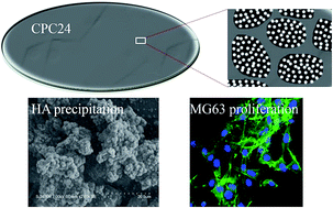 Fabrication, characterization, bioactivity, and biocompatibility of ...