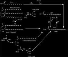Efficient biodiesel production via solid superacid catalysis: a ...