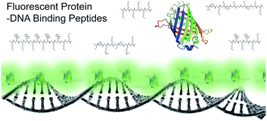 Investigation of various fluorescent protein–DNA binding peptides for ...