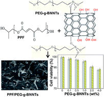 PEGylated boron nitride nanotube-reinforced poly(propylene fumarate ...