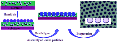 Exploration of selective decoration of Janus silica particles within ...