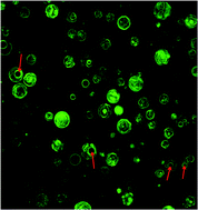Encapsulation of honokiol-loaded nanoparticles in lecithin microbubbles ...