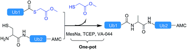 Efficient chemical synthesis for the analogue of ubiquitin-based probe ...