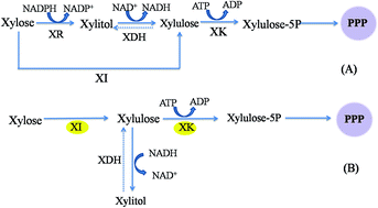 The role of a xylose isomerase pathway in the conversion of xylose to ...