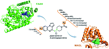 Harnessing the pyrroloquinoxaline scaffold for FAAH and MAGL ...