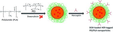 Monoclonal antibody-tagged polyethylenimine (PEI)/poly(lactide) (PLA ...