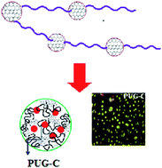 Graphene as a chain extender of polyurethanes for biomedical ...