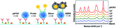 Facile and sensitive detection of influenza viruses using SERS antibody ...
