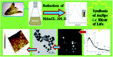 Green synthesis of gold nanoparticles (Elixir of Life) from banana ...