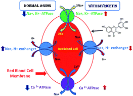 Detection of oxidative stress biomarkers in myricetin treated red blood ...