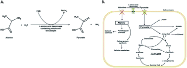 Transporter engineering and enzyme evolution for pyruvate production ...