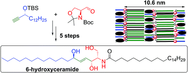 Synthesis of 6-hydroxyceramide using ruthenium-catalyzed ...