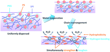 Simultaneously strengthening and toughening soy protein isolate-based ...