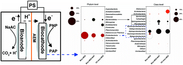 p-Nitrophenol degradation and microbial community structure in a ...