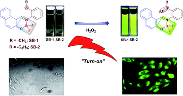 Boranil dye based “turn-on” fluorescent probes for detection of ...