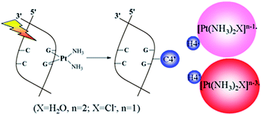 Alternative role of cisplatin in DNA damage – theoretical studies on ...