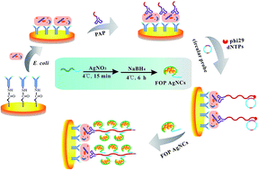 A functional oligonucleotide probe from an encapsulated silver ...