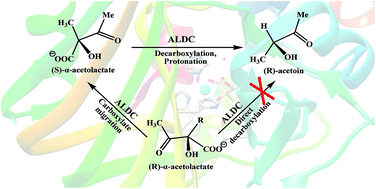 Catalytic mechanism of acetolactate decarboxylase from Brevibacillus ...