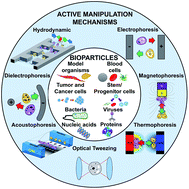 Active bioparticle manipulation in microfluidic systems - RSC Advances ...