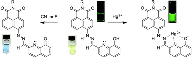 A 1,8-naphthalimide-based chemosensor for dual-mode sensing ...