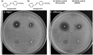 Antifungal study of substituted 4-pyridylmethylene-4′-aniline Schiff ...