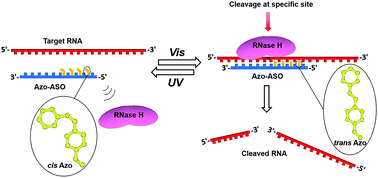 Azobenzene-modified antisense oligonucleotides for site-specific ...